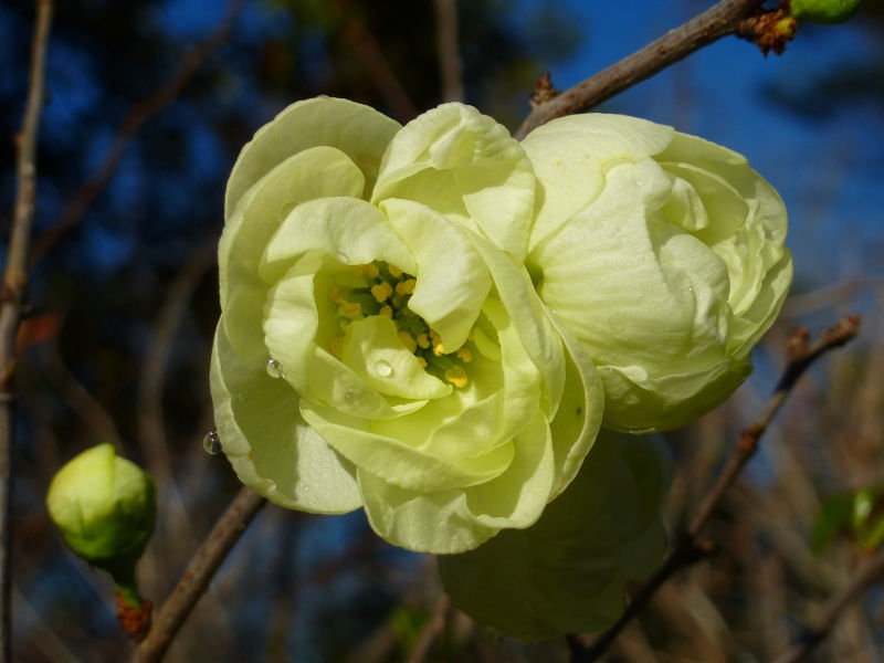 O Yashima Flowering Quince, Japanese Quince - Shrubs & Trees - Almost Eden