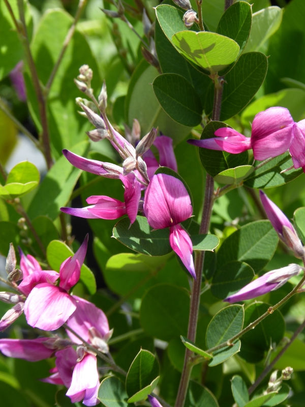 Little Volcano Japanese Bush Clover, Japanese Lespedeza - Shrubs ...